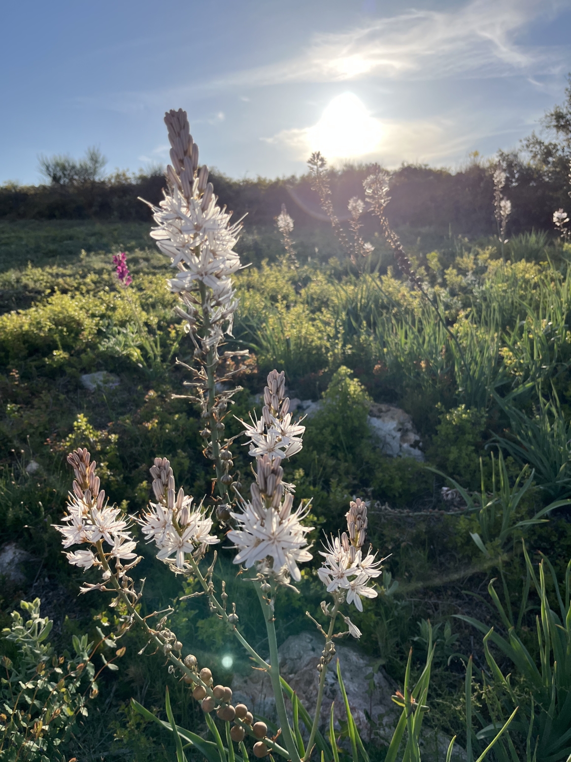 SAMEDI 26 OCTOBRE - LE SOL ET LES PLANTES EN GARRIGUE - Festival de Thau